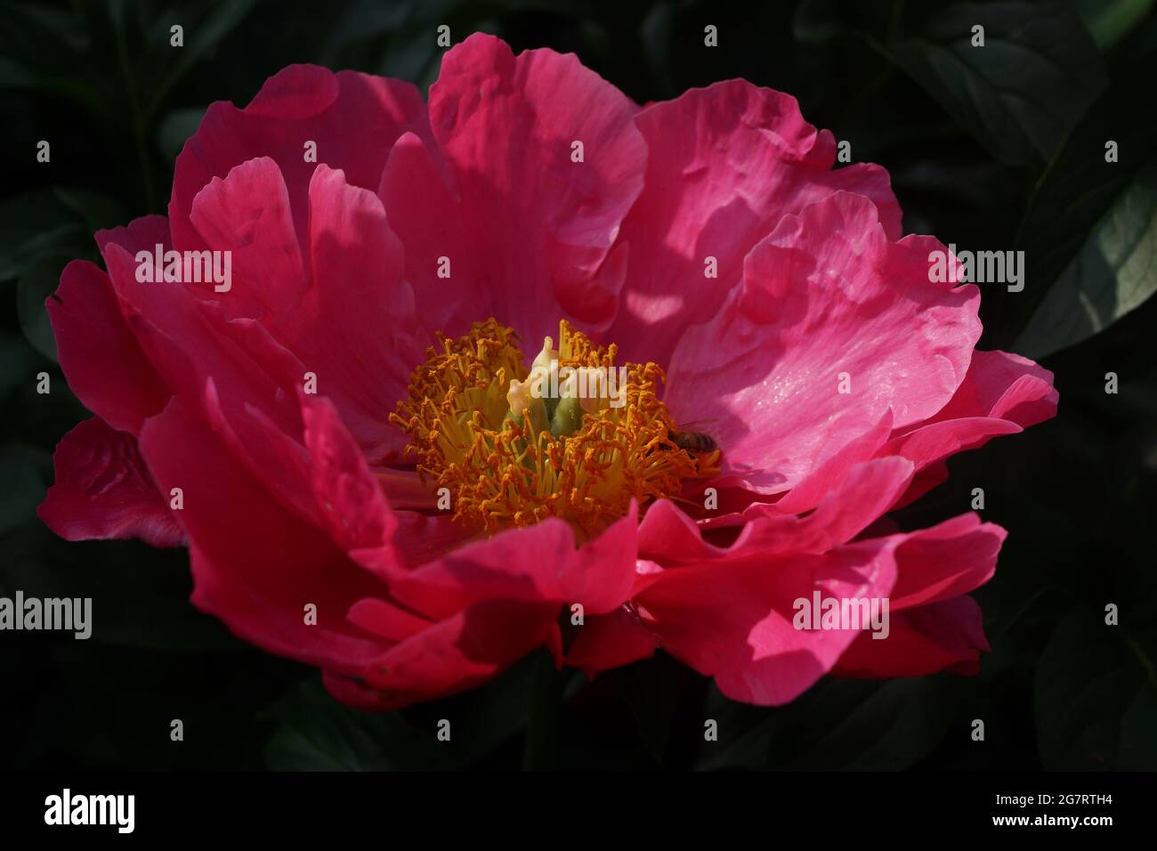 Paeonia Paula Fay. Semi-double pink peony flower. Paeonia lactiflora ...