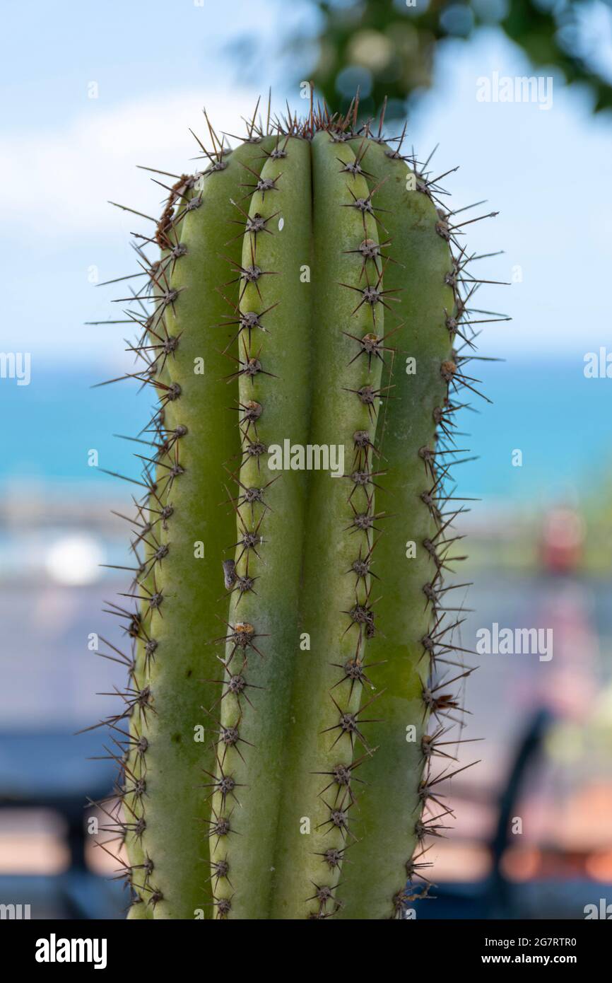 Copy space cactus hi-res stock photography and images - Alamy