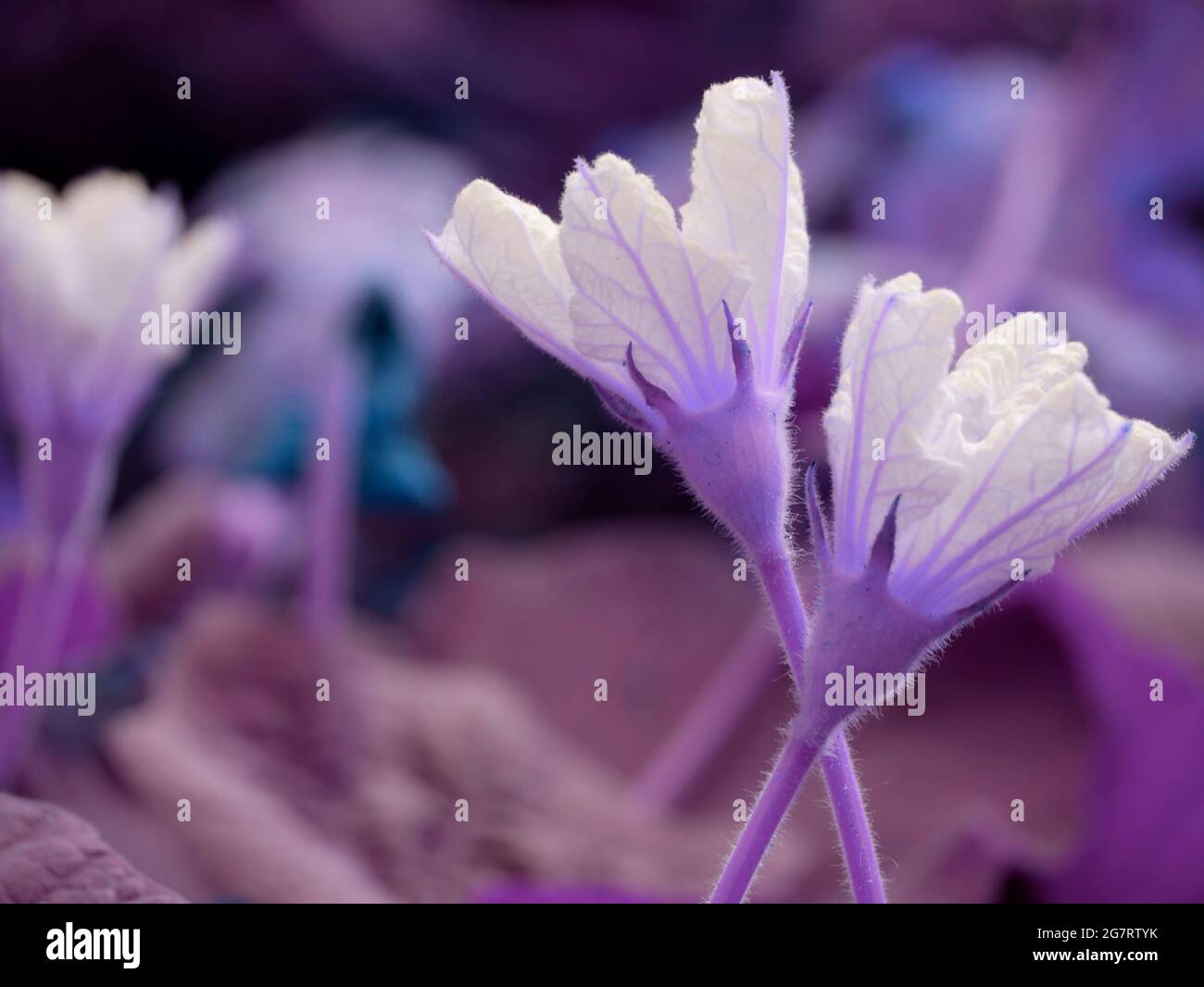 Double white flowers jointing together presented love and relationship ...