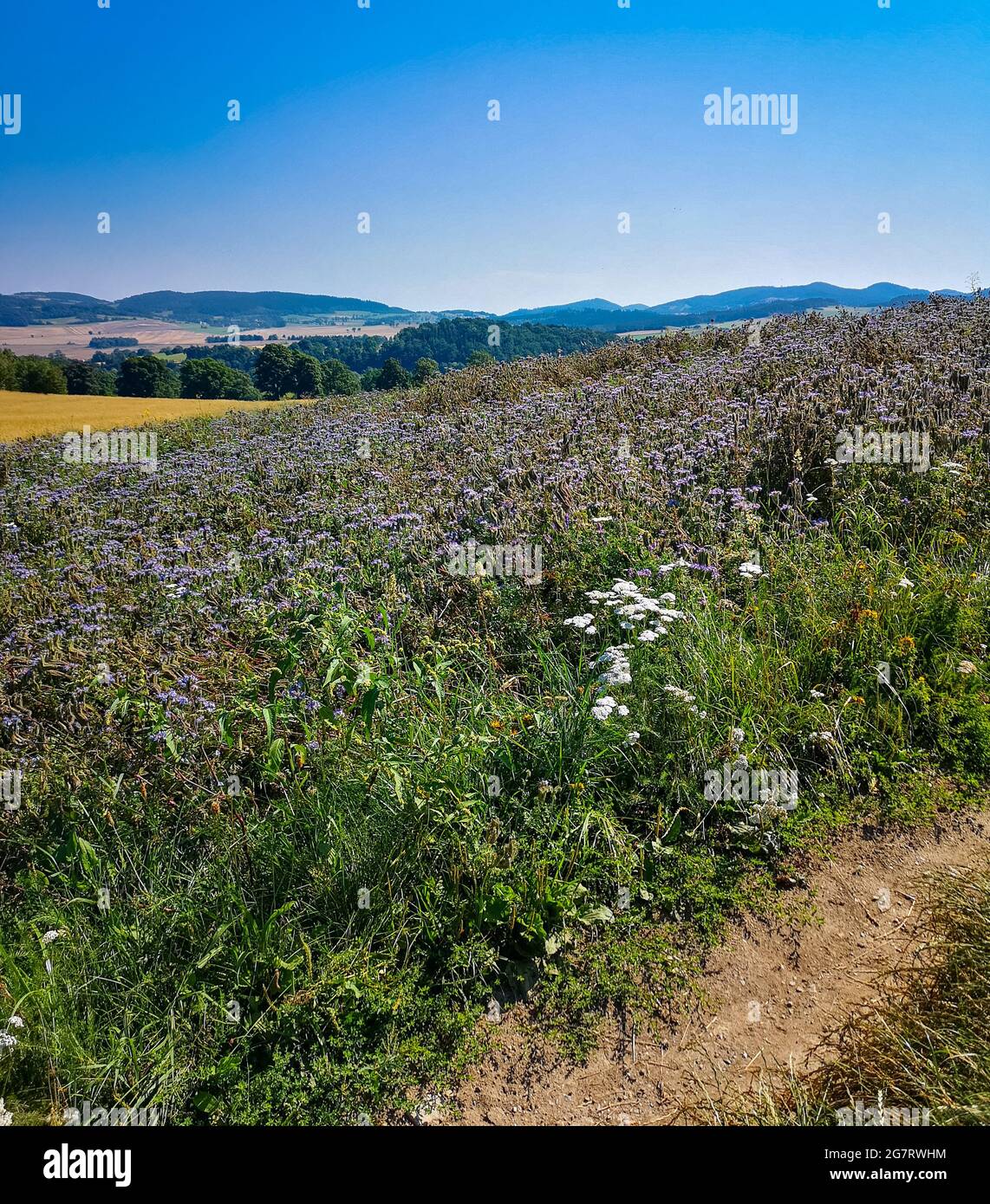 Big field of small purple and violet flowers of Blue phacelia Phacelia ...