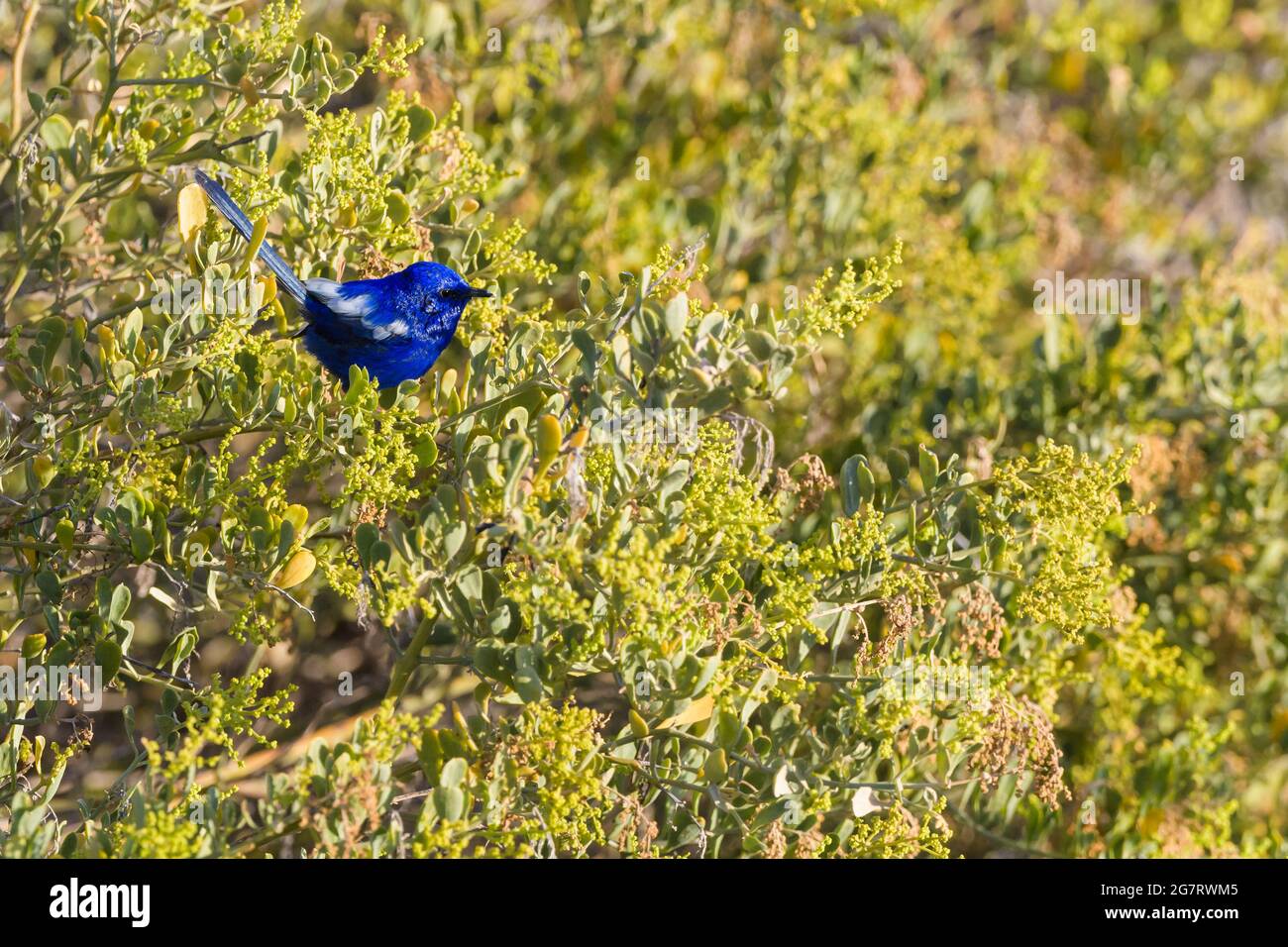Brilliant blue plumage hi-res stock photography and images - Alamy