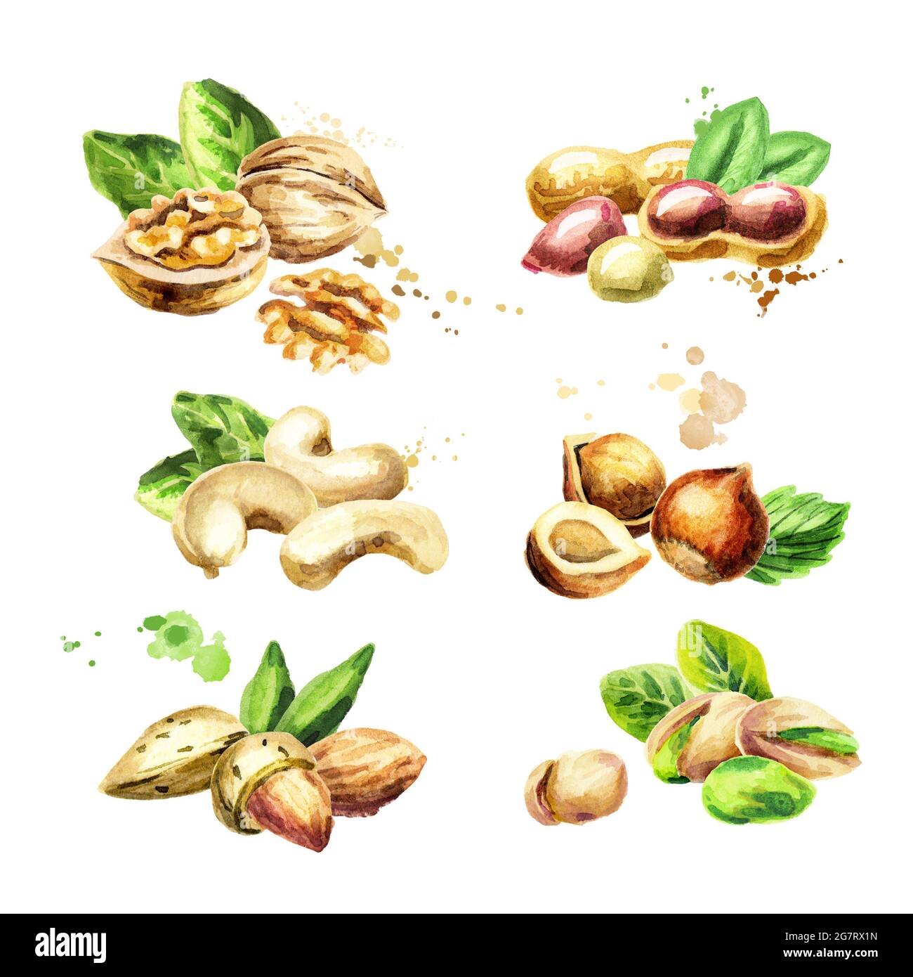 Nuts set. Watercolor hand-drawn illustration Stock Photo - Alamy