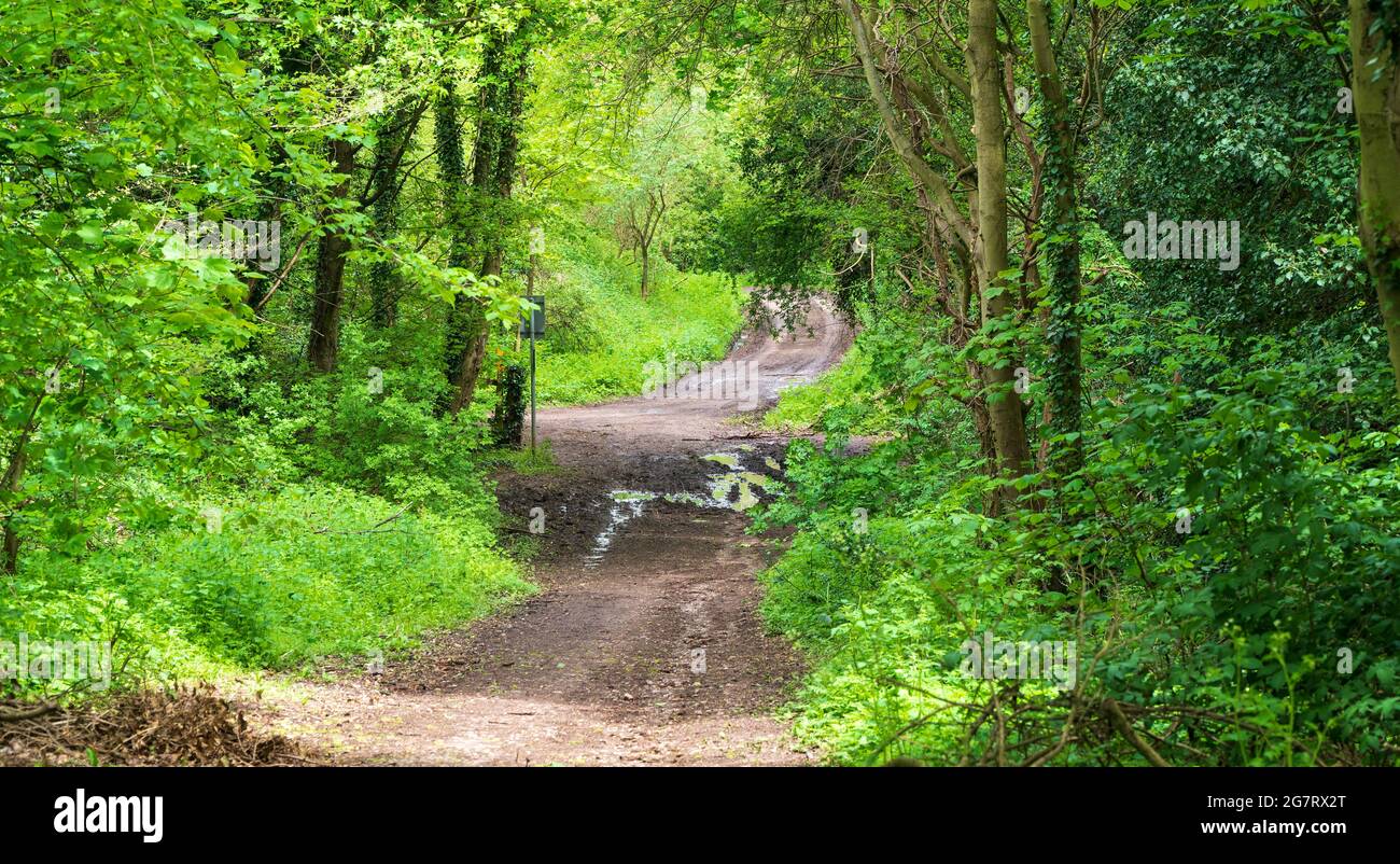 Rough dirt road in woodland example Stock Photo - Alamy