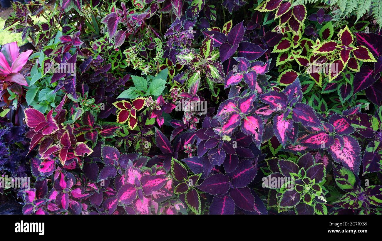 Red Mayana High Resolution Stock Photography and Images - Alamy