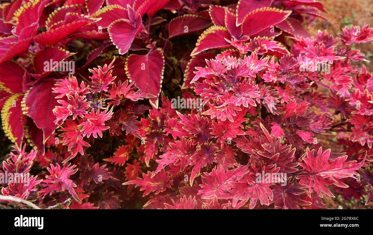 Mayana High Resolution Stock Photography and Images - Alamy