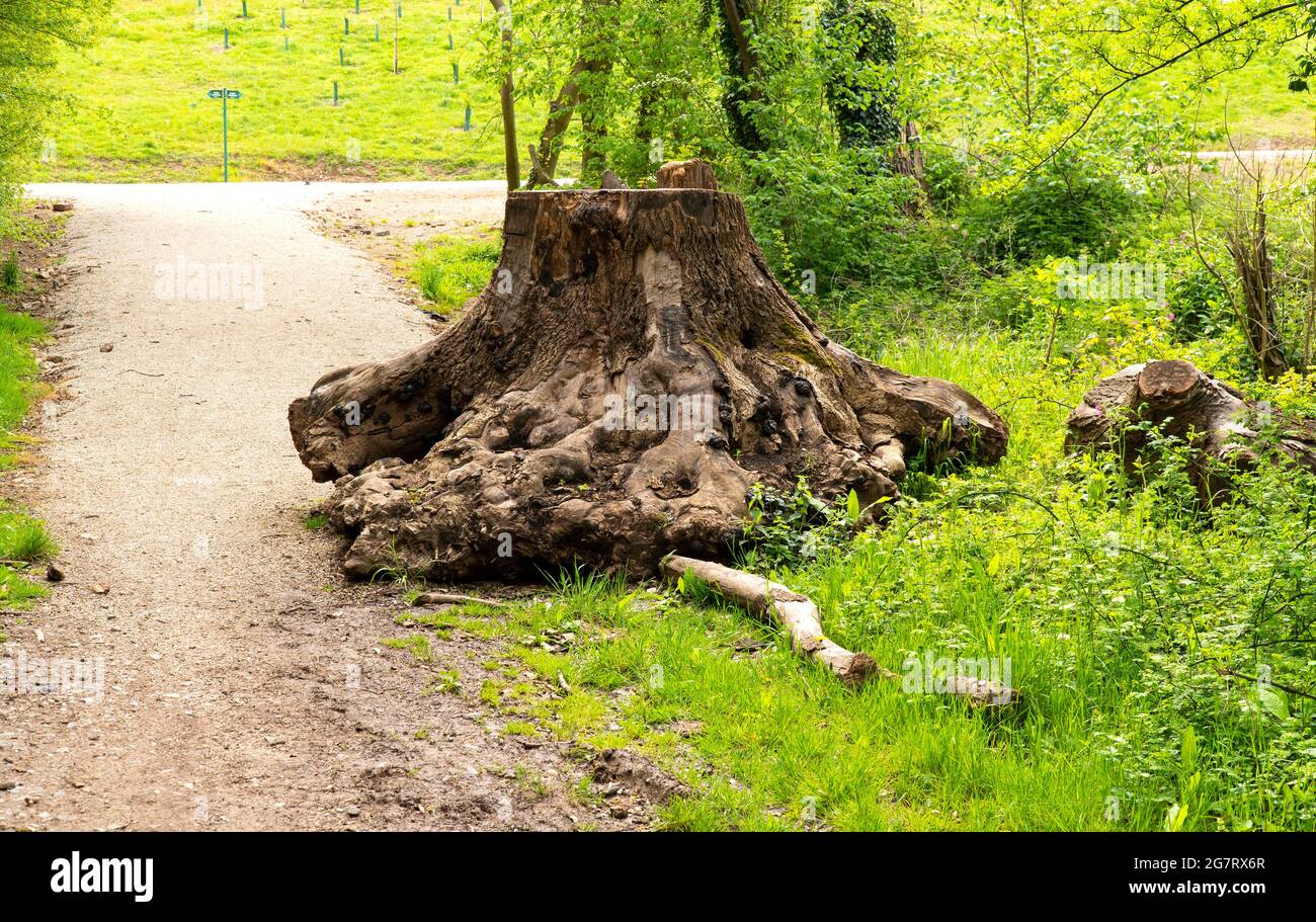 Large uprooted tree stump used to partially block a footpath from vehicle access Stock Photo - Alamy
