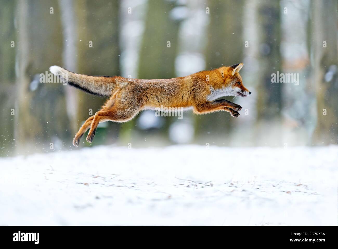 Fox jumping snow hi-res stock photography and images - Alamy