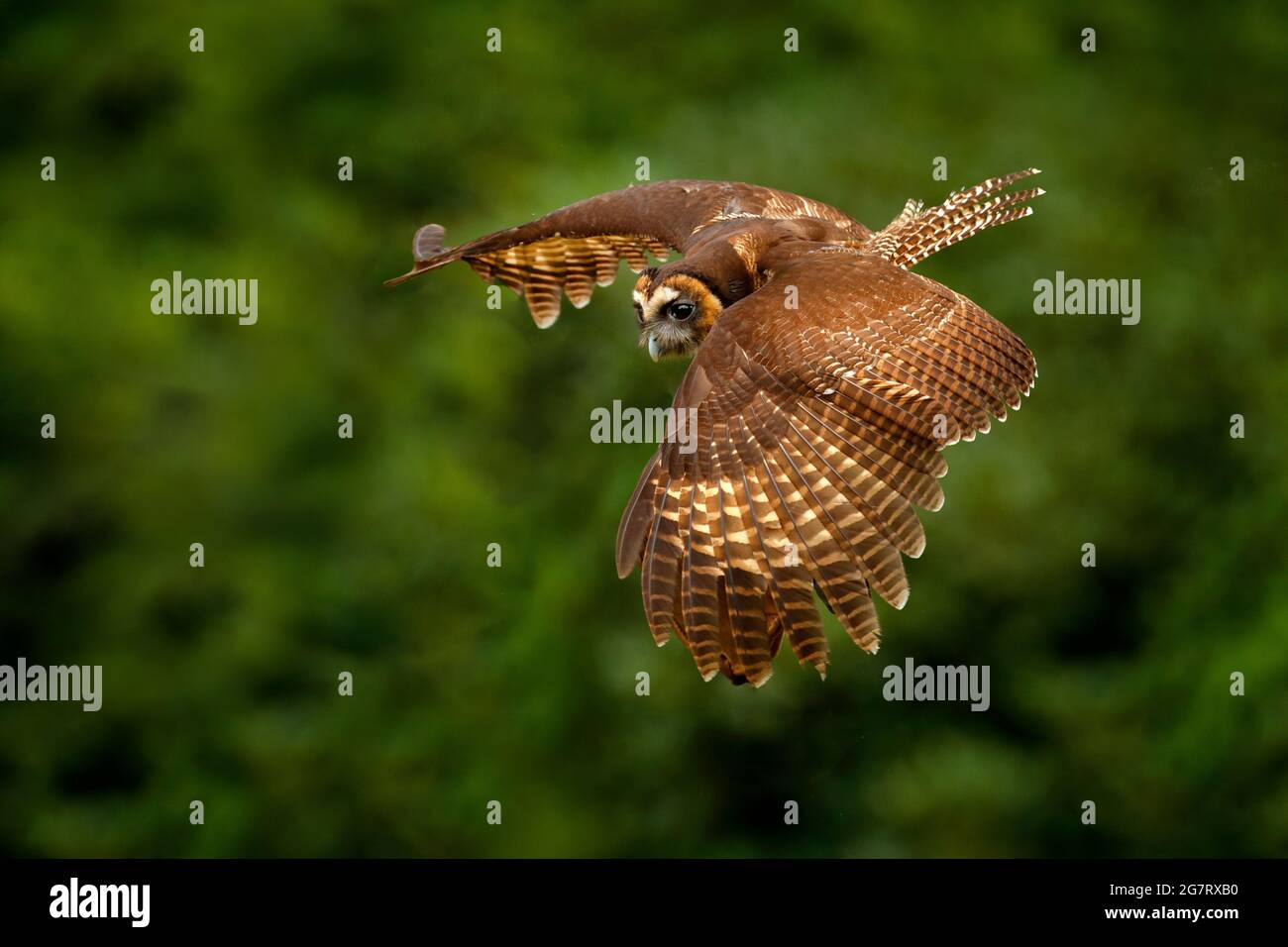 Spectacled Owl Flying