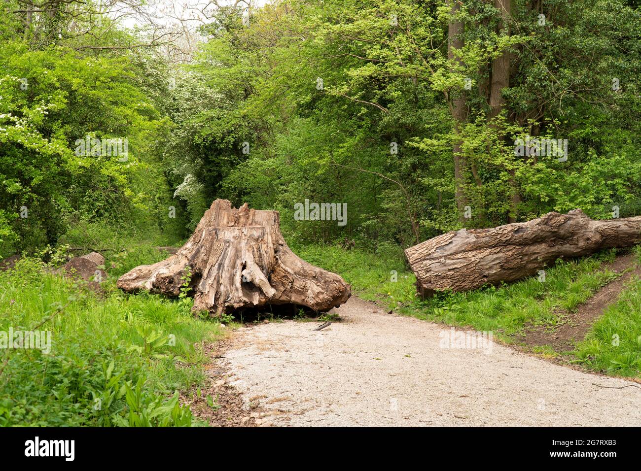 Large uprooted tree stump used to partially block a footpath from ...