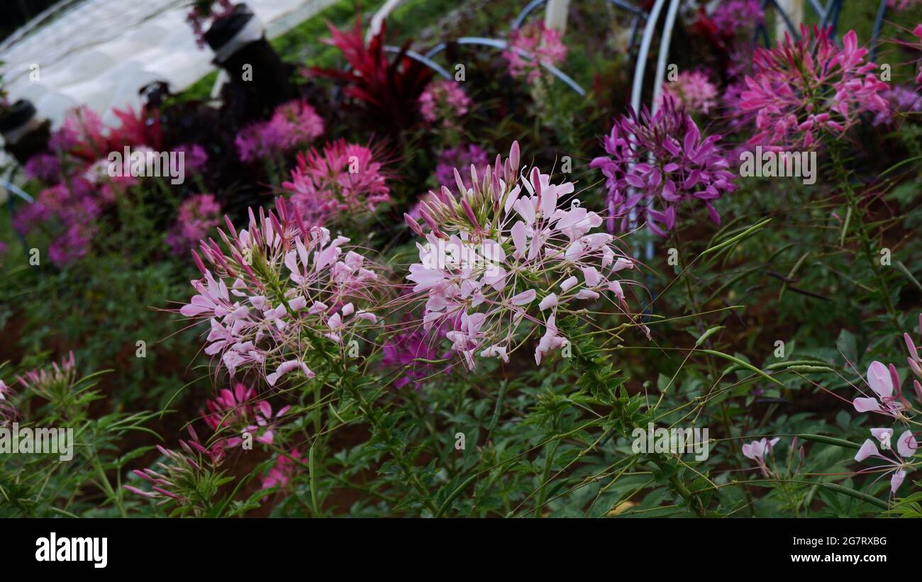 Purple lycoris flower hi-res stock photography and images - Alamy