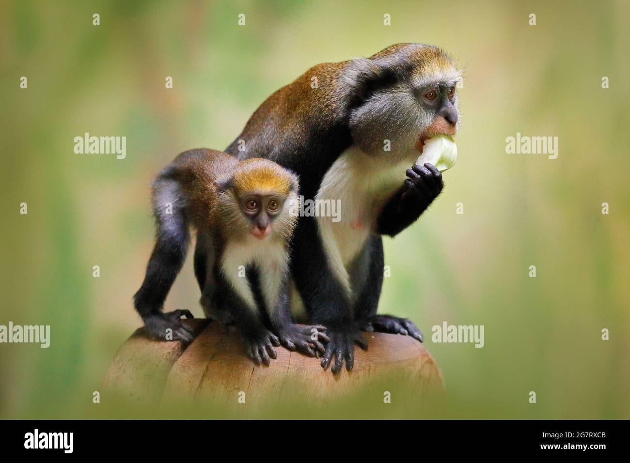 Cercopithecus campbelli hi-res stock photography and images - Alamy