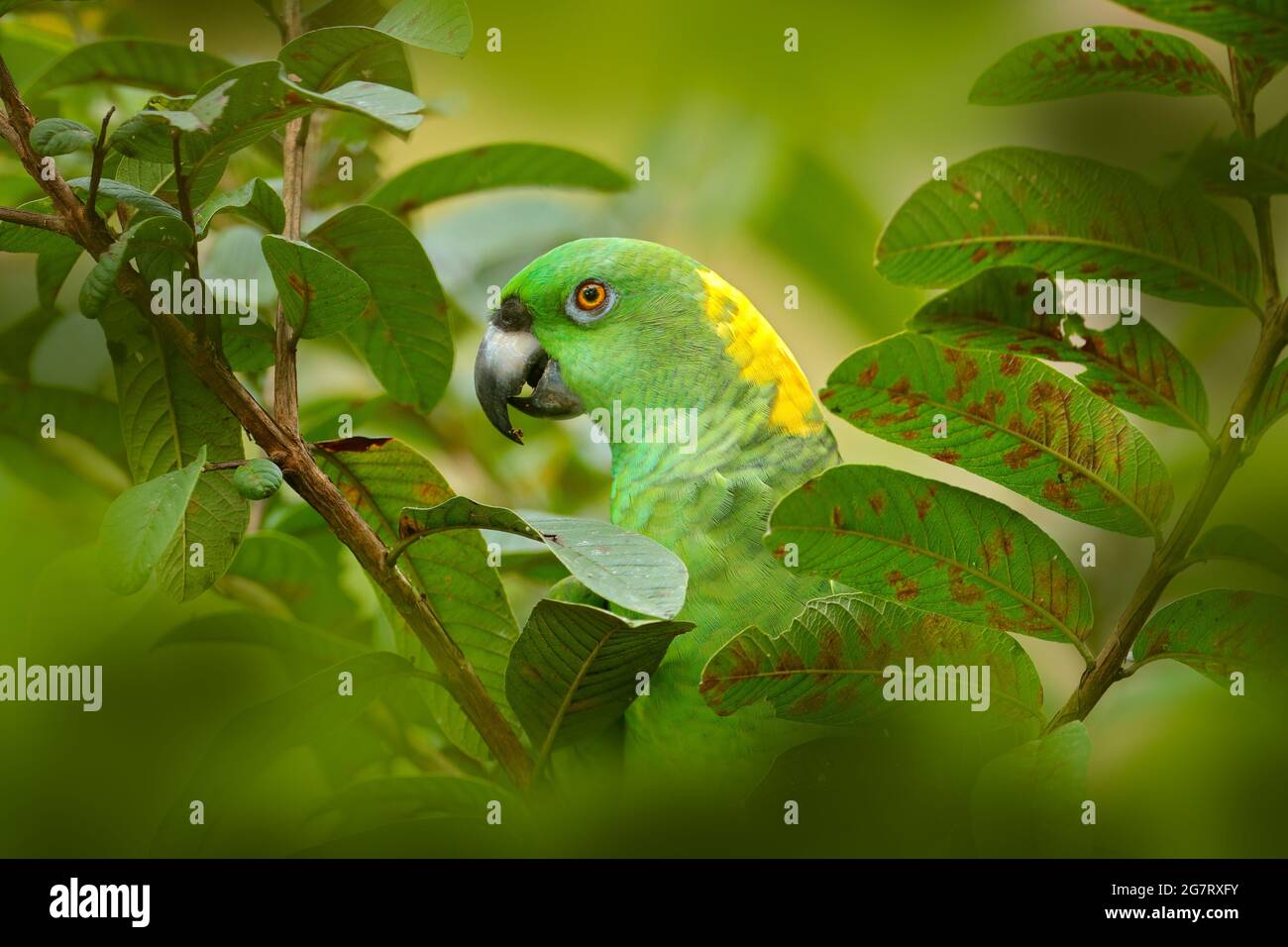Parrot in tree. Yellow-naped Parrot, Amazona auropalliata, portrait of ...