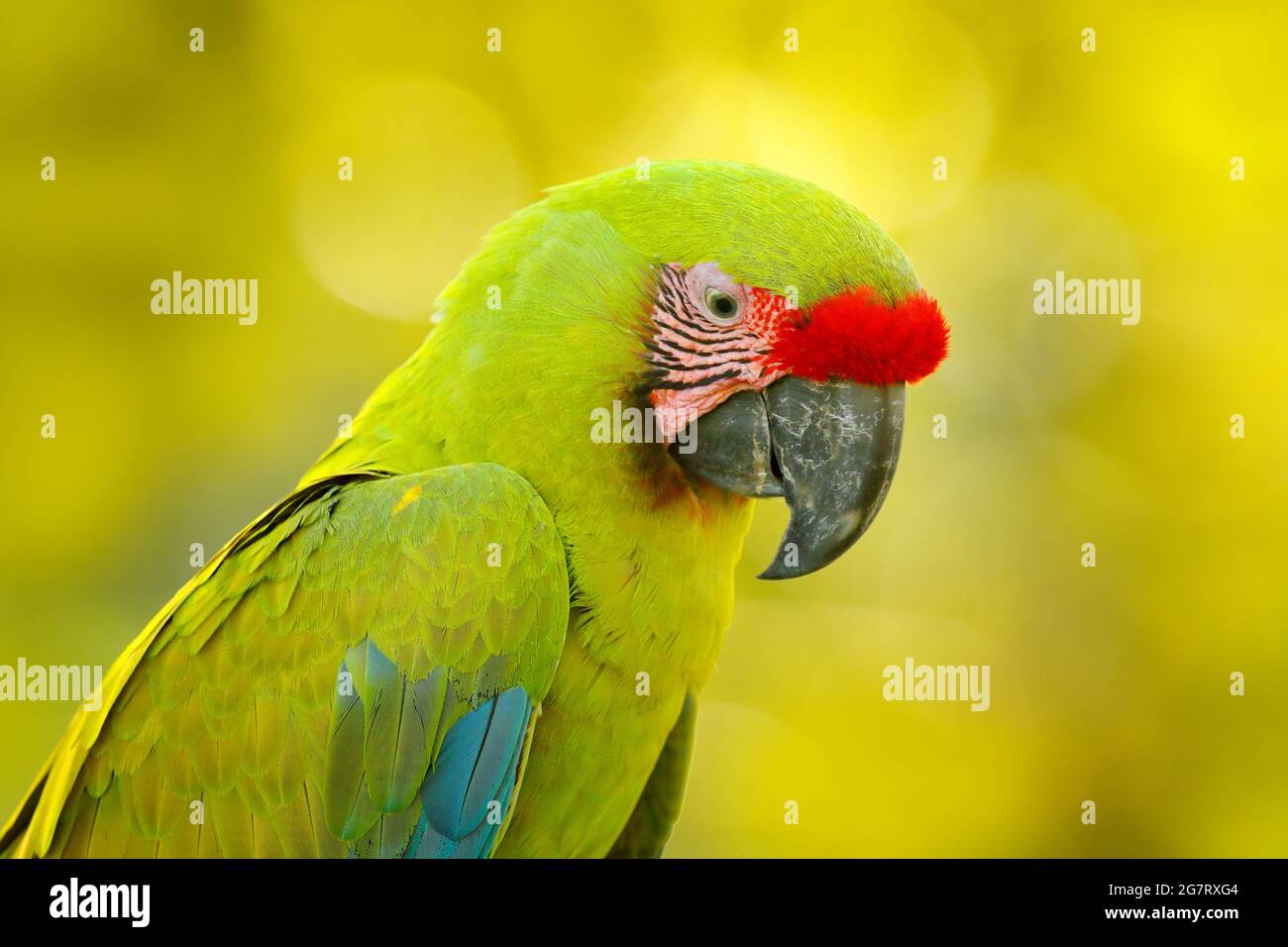 Green macaw portrait. Green parrot Great-Green Macaw, Ara ambigua. Wild ...