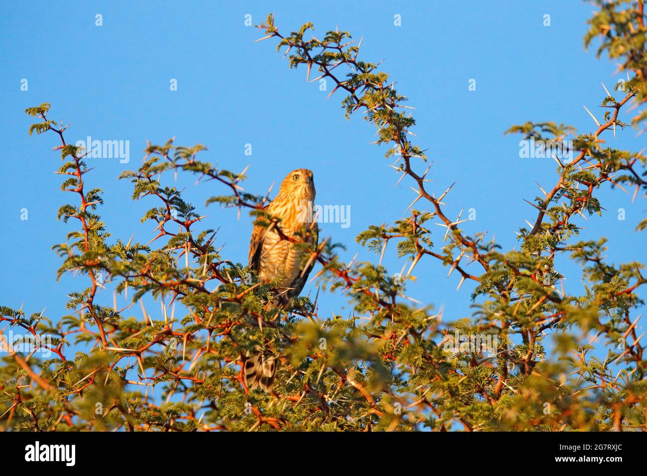 Greater kestrel or white-eyed kestrel, Falco rupicoloides, sitting on ...