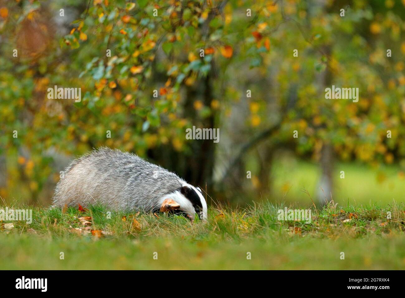 Badger in the forest, animal in nature habitat, Germany, Europe. Wild ...