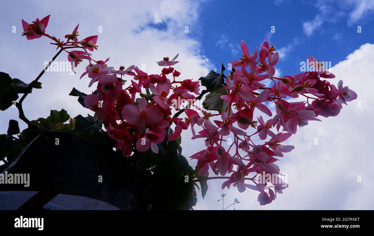 Sly flower view hi-res stock photography and images - Alamy