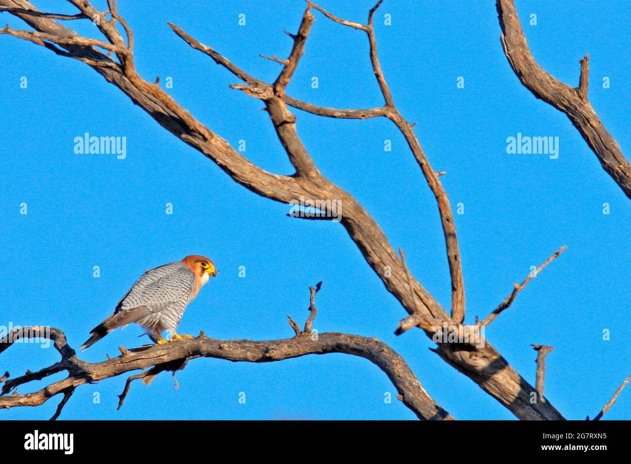 Red-necked falcon, Falco chicquera, bird of prey sitting on the old ...