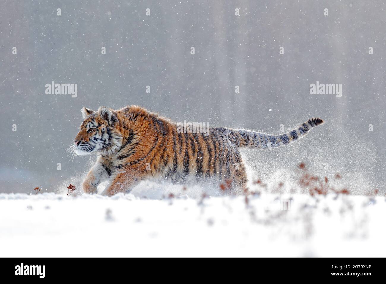 Tiger in wild winter nature, running in the snow. Siberian tiger, Panthera tigris altaica ...