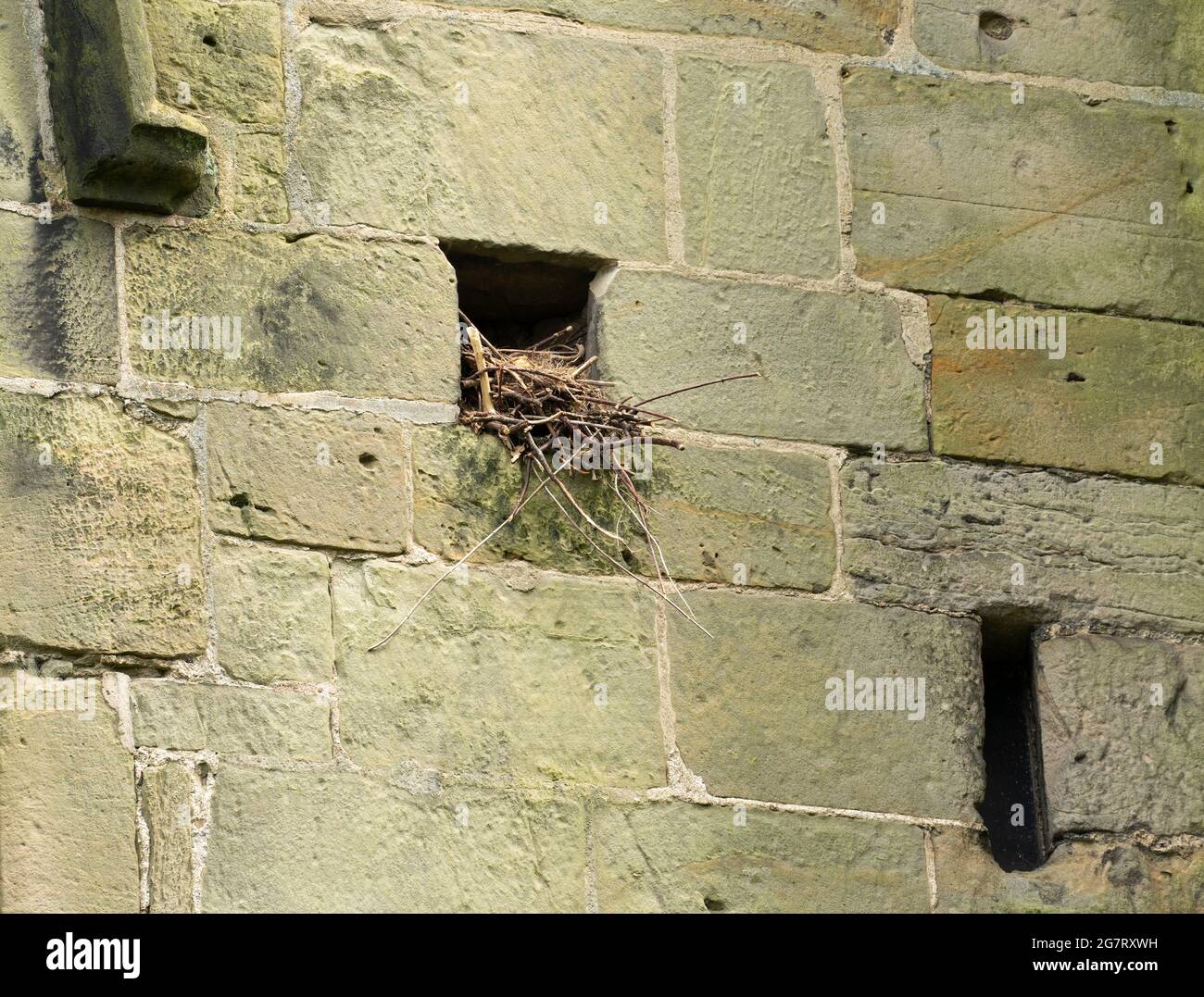 Birds nest in a stone church wall Stock Photo - Alamy