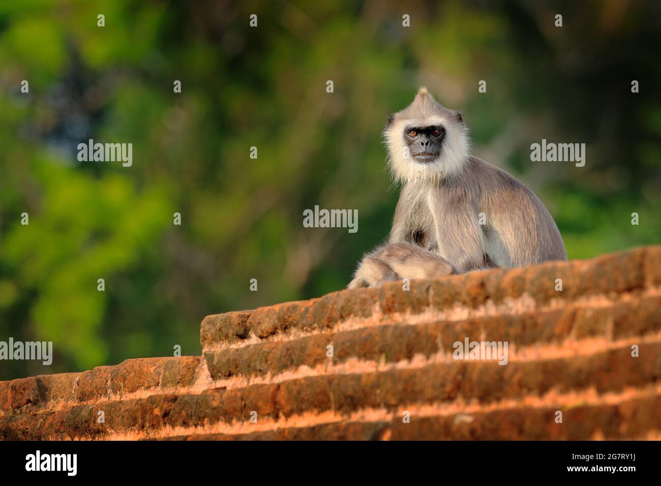 Wildlife of Sri Lanka. Common Langur, Semnopithecus entellus, monkey on ...