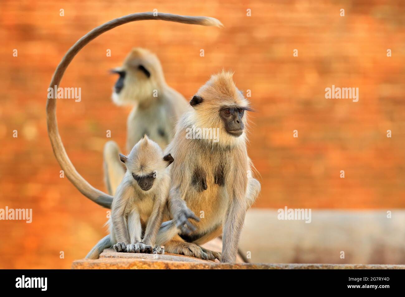 Monkey family. Mother and young running on the wall. Wildlife of Sri ...