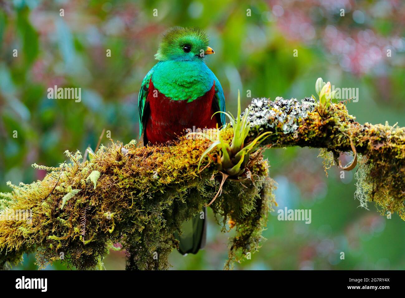 Quetzal, Pharomachrus mocinno, from nature Costa Rica with green forest ...