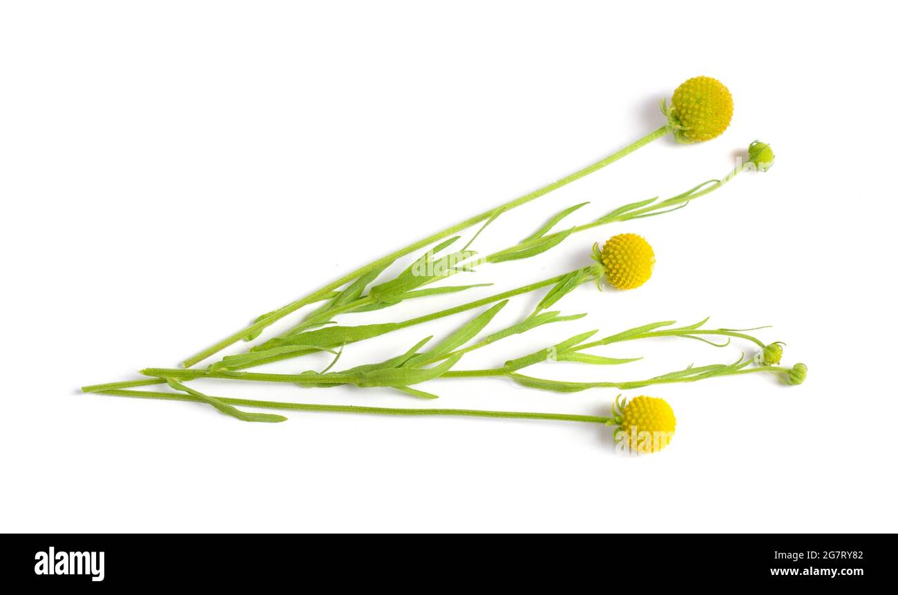 Helenium aromaticum or Cephalophora aromatica. Isolated on white ...