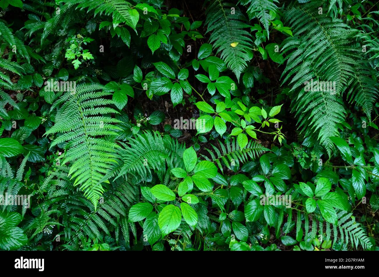 Polypodiopsida, green fern leaves in a forest in Germany, Europe Stock ...