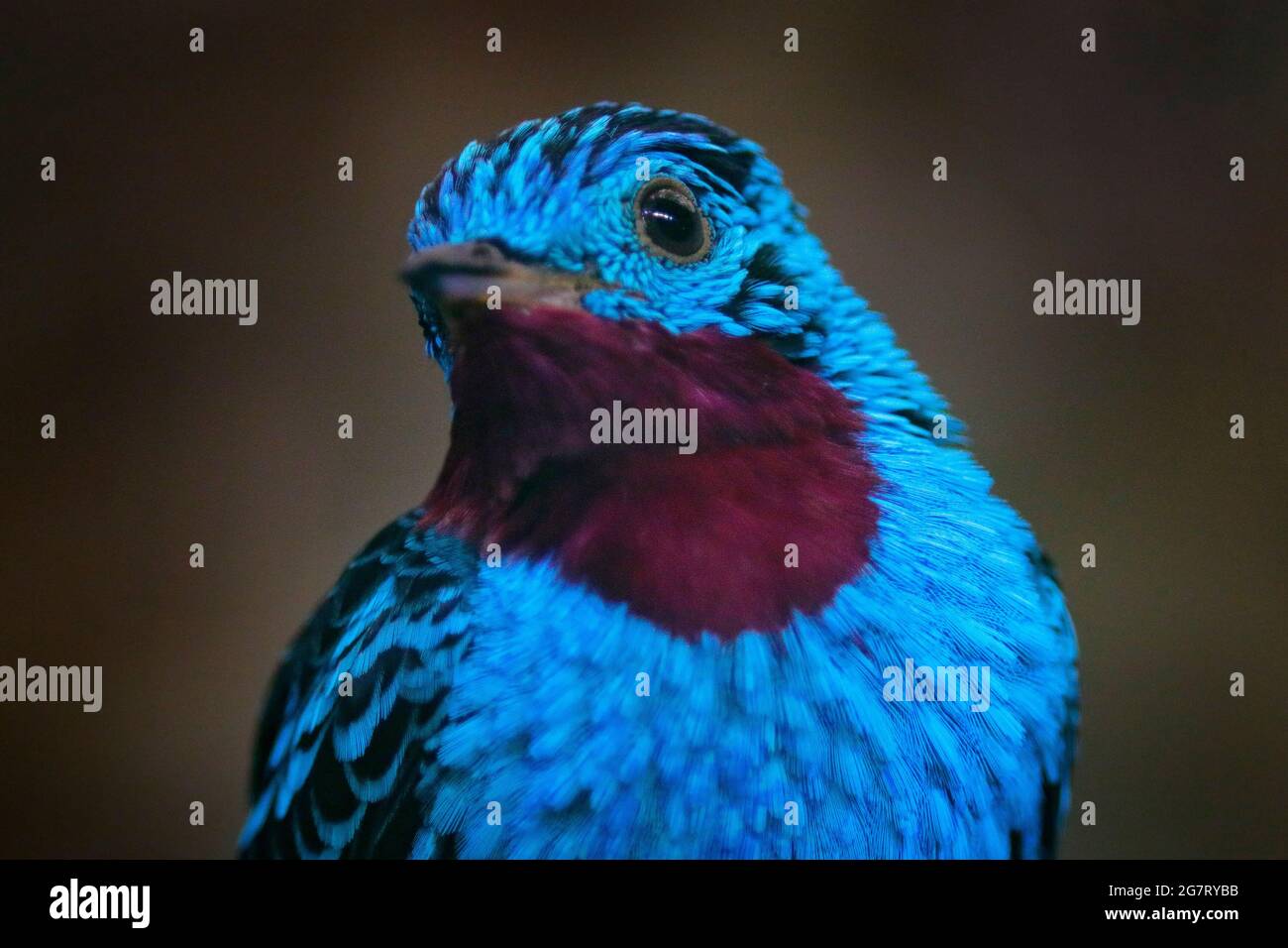 Cotinga cayana, Spangled Cotinga, exotic rare tropical bird in the ...