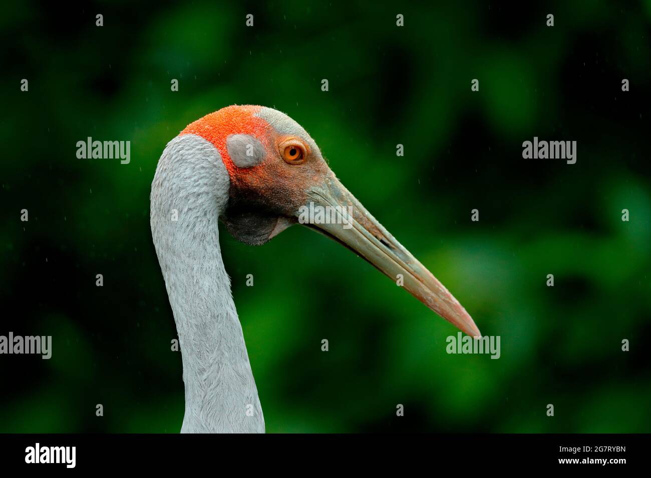 Brolga Crane, Antigone rubicunda, with dark green background. Bird in ...