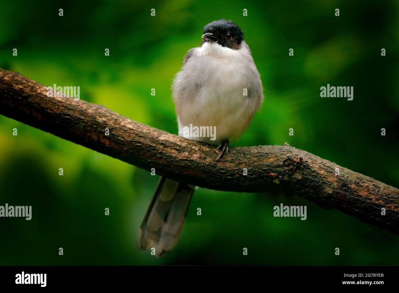 Black headed sibia heterophasia desgodinsi hi-res stock photography and ...