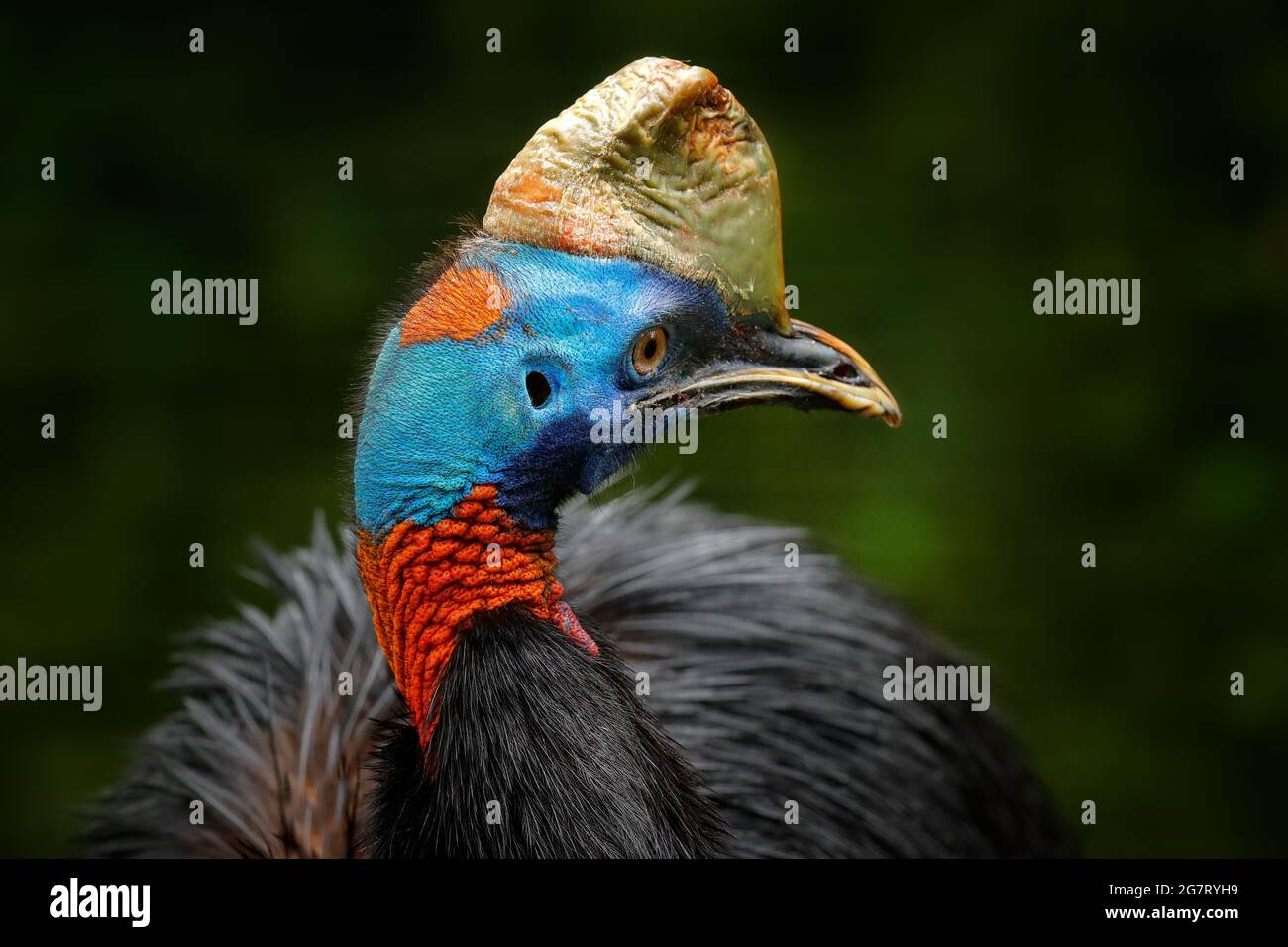 Detail portrait of Southern cassowary, Casuarius casuarius, known as ...