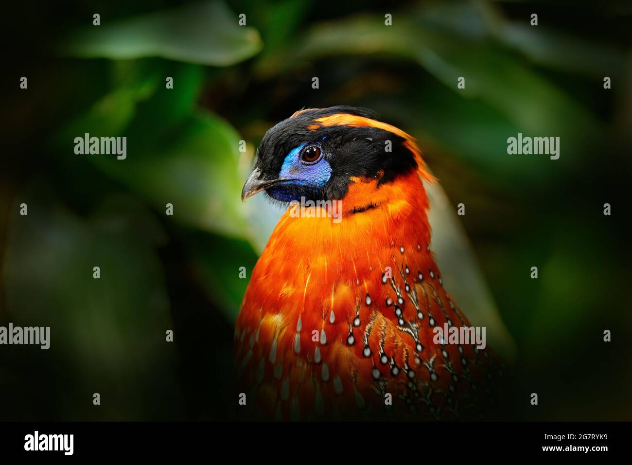 Temminck's Tragopan, Tragopan temminckii, detail portrait of rare ...