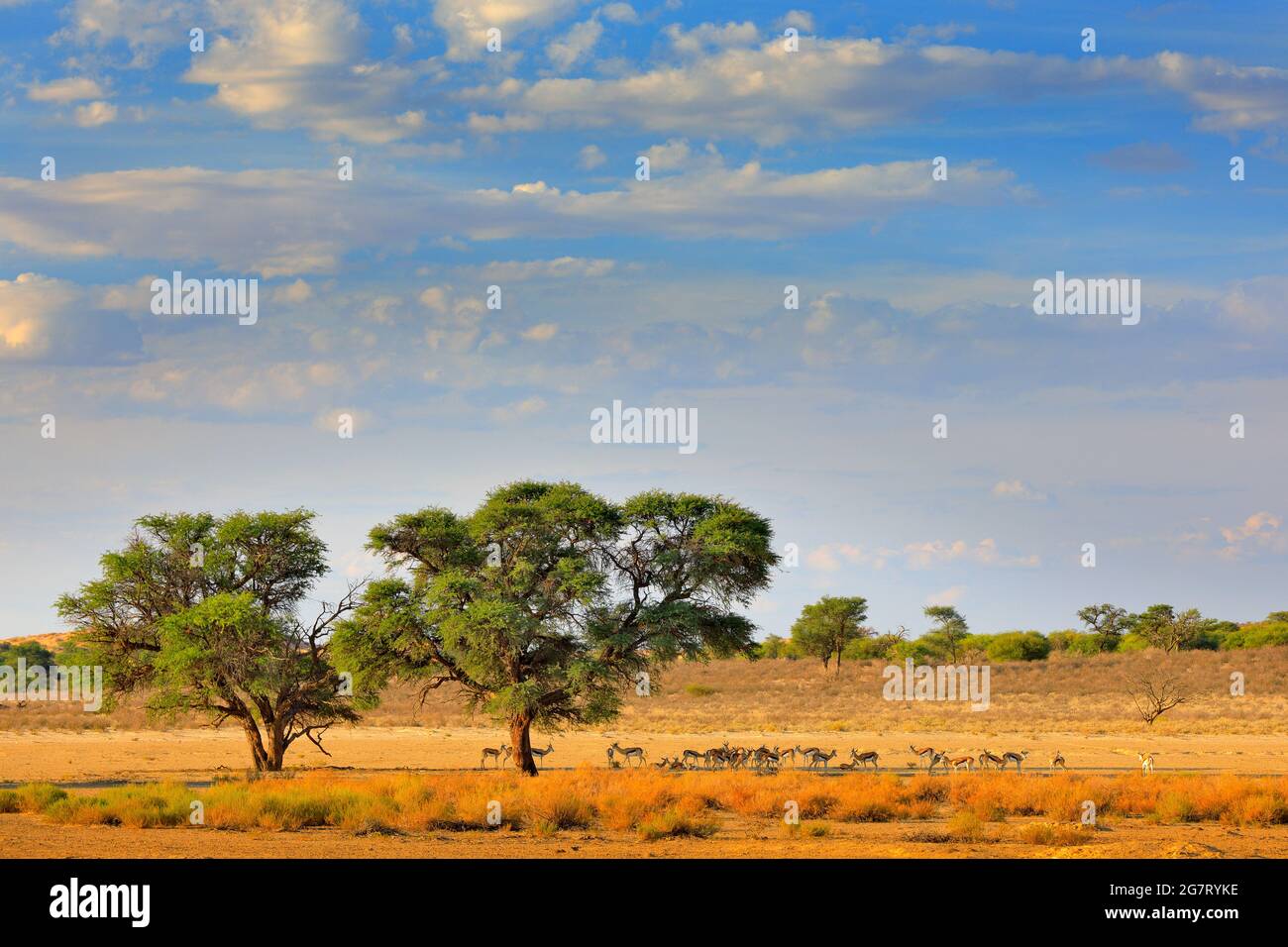 Africa Animals Clouds Landscapes Big African Elephant, On The Gravel