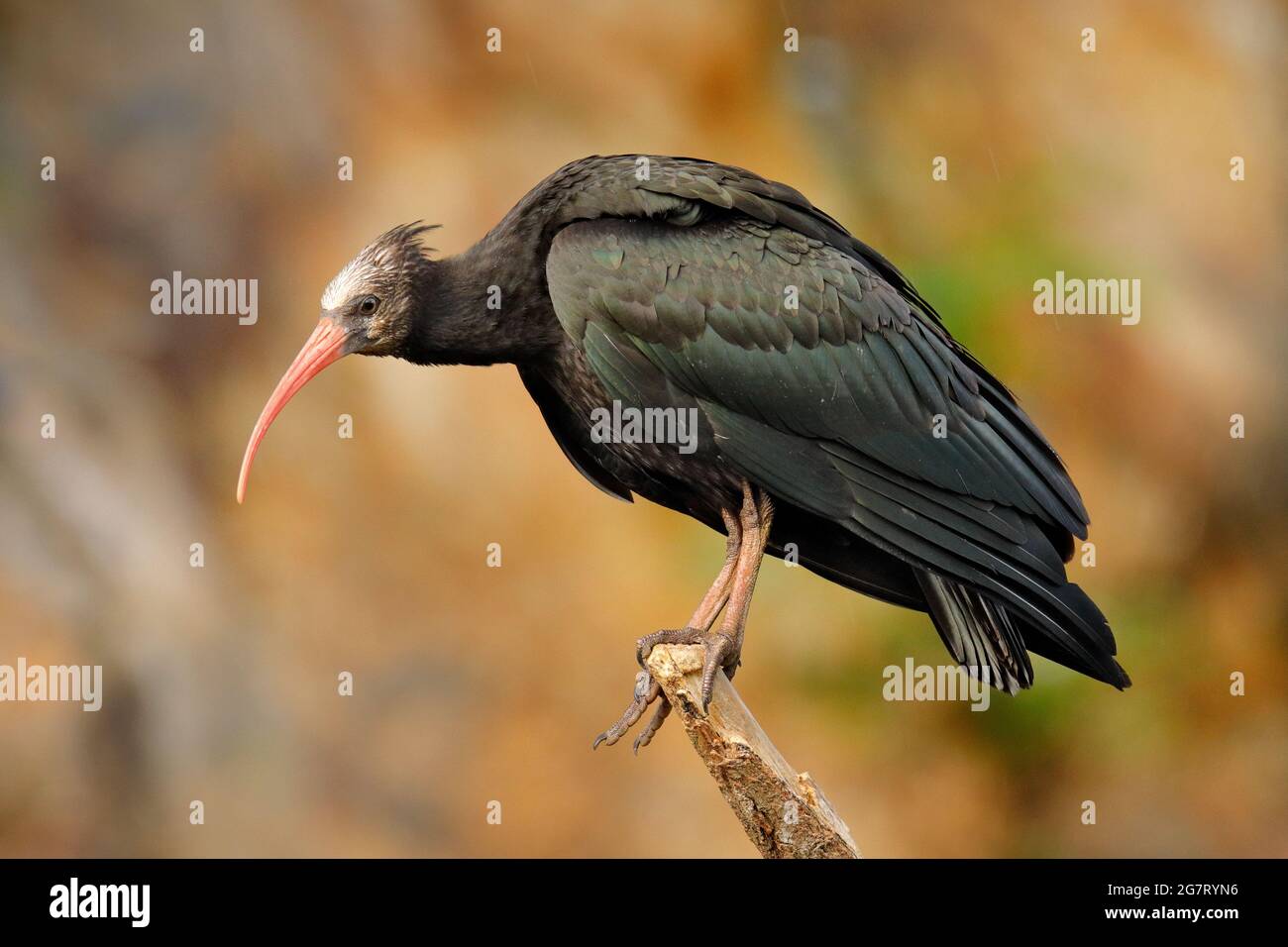 Black ibis with red bill. Northern Ibis sitting on the branch. Bald ...