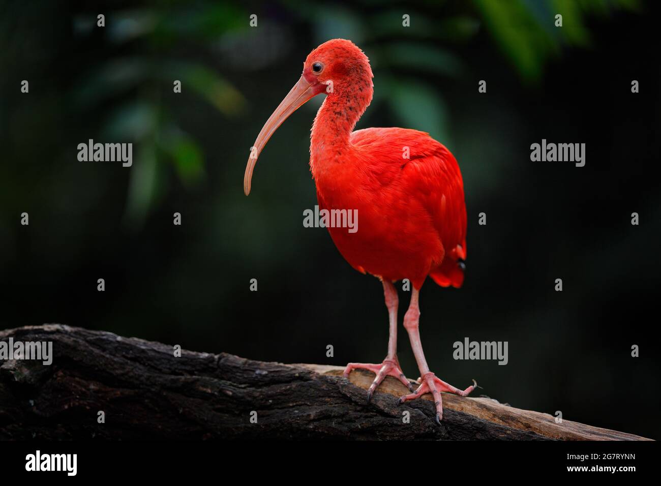 Scarlet Ibis Caribbean Mangrove Hi res Stock Photography And Images Alamy Scarlet Ibis Caribbean Mangrove Hi res Stock Photography And Images Alamy
