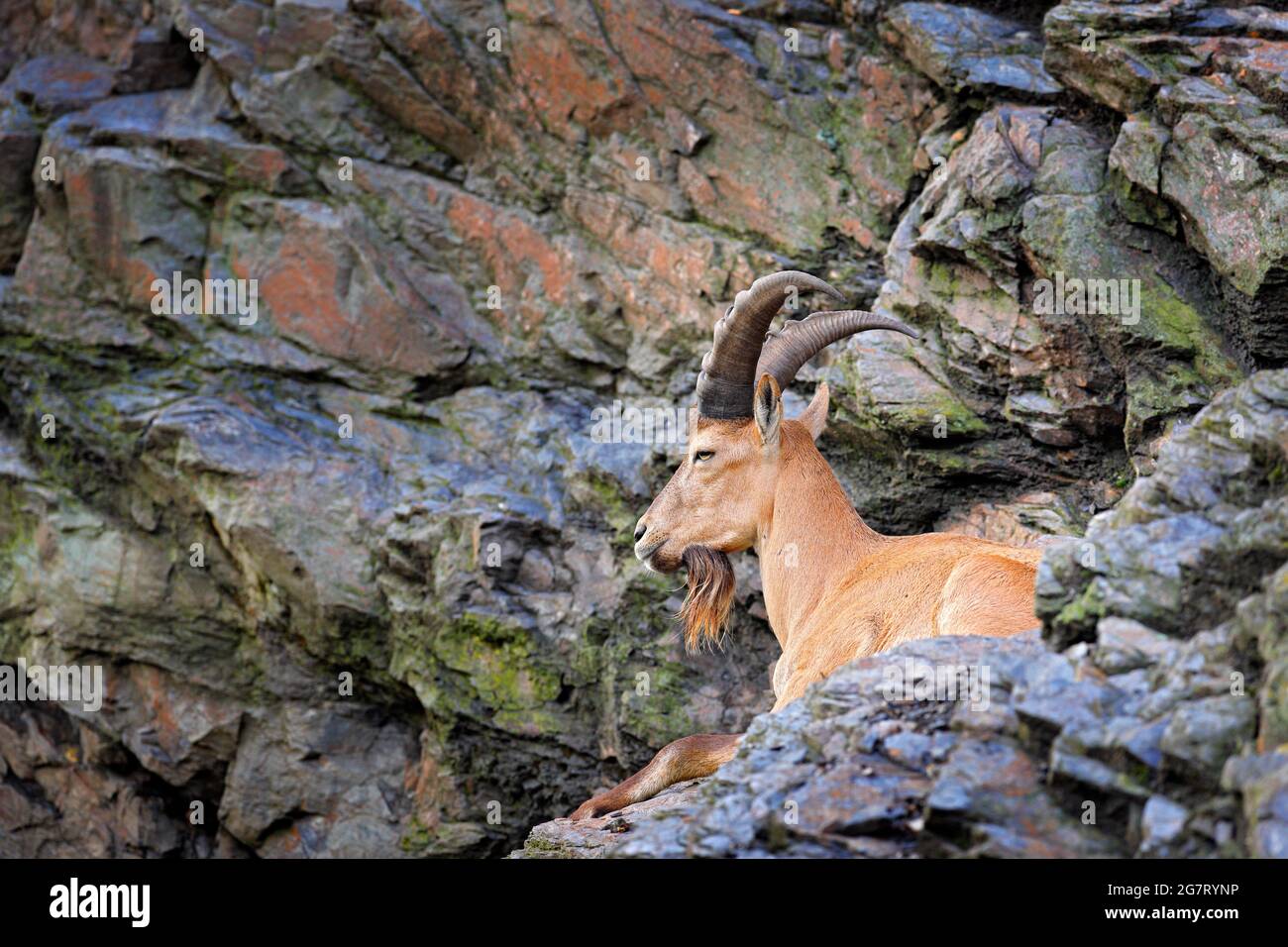 West Caucasian tur, Capra caucasica, sitting on the rock, endangered ...