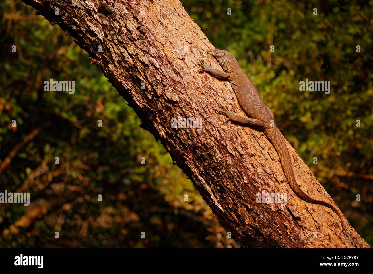Sri Lankan Land Monitor Lizard on the tree trunk in the forest ...