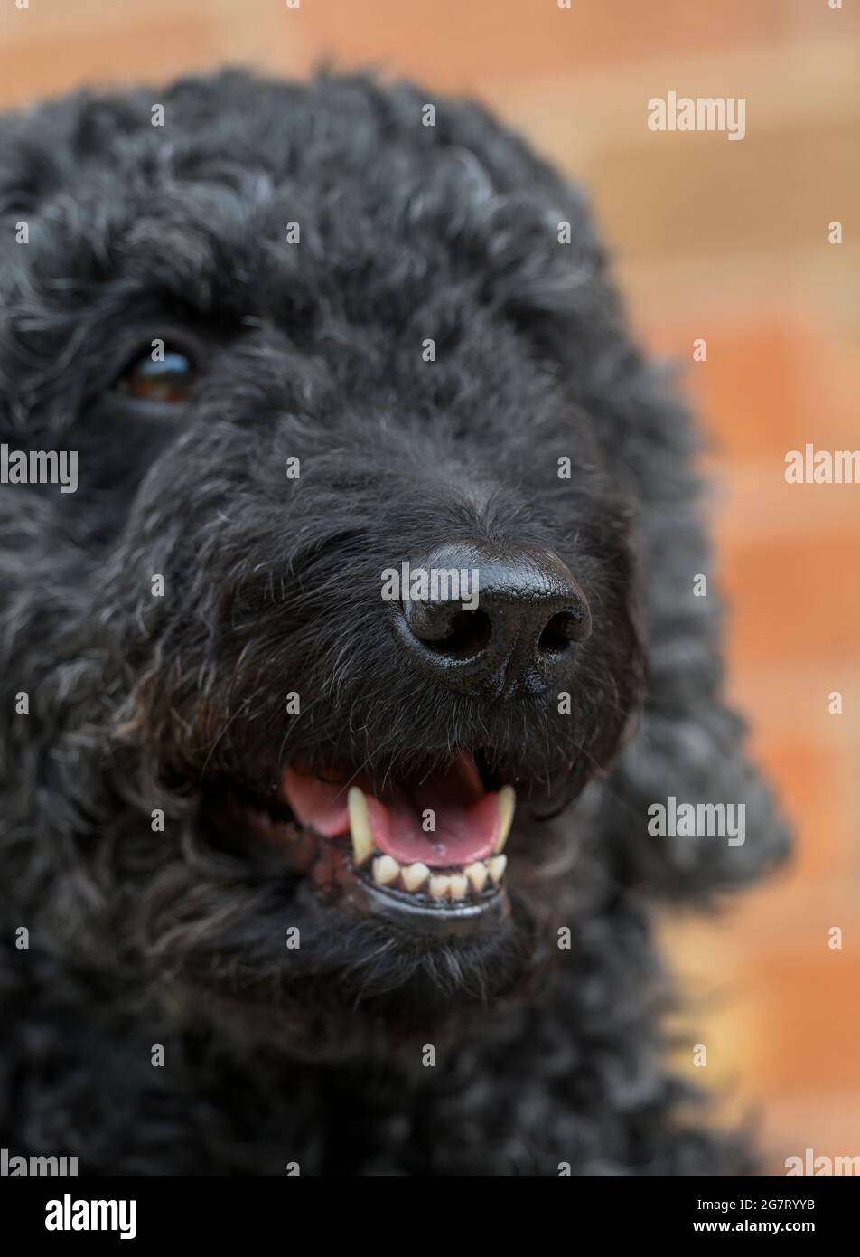 Close up of the head of a cute black Labradoodle dog with it's mount ...