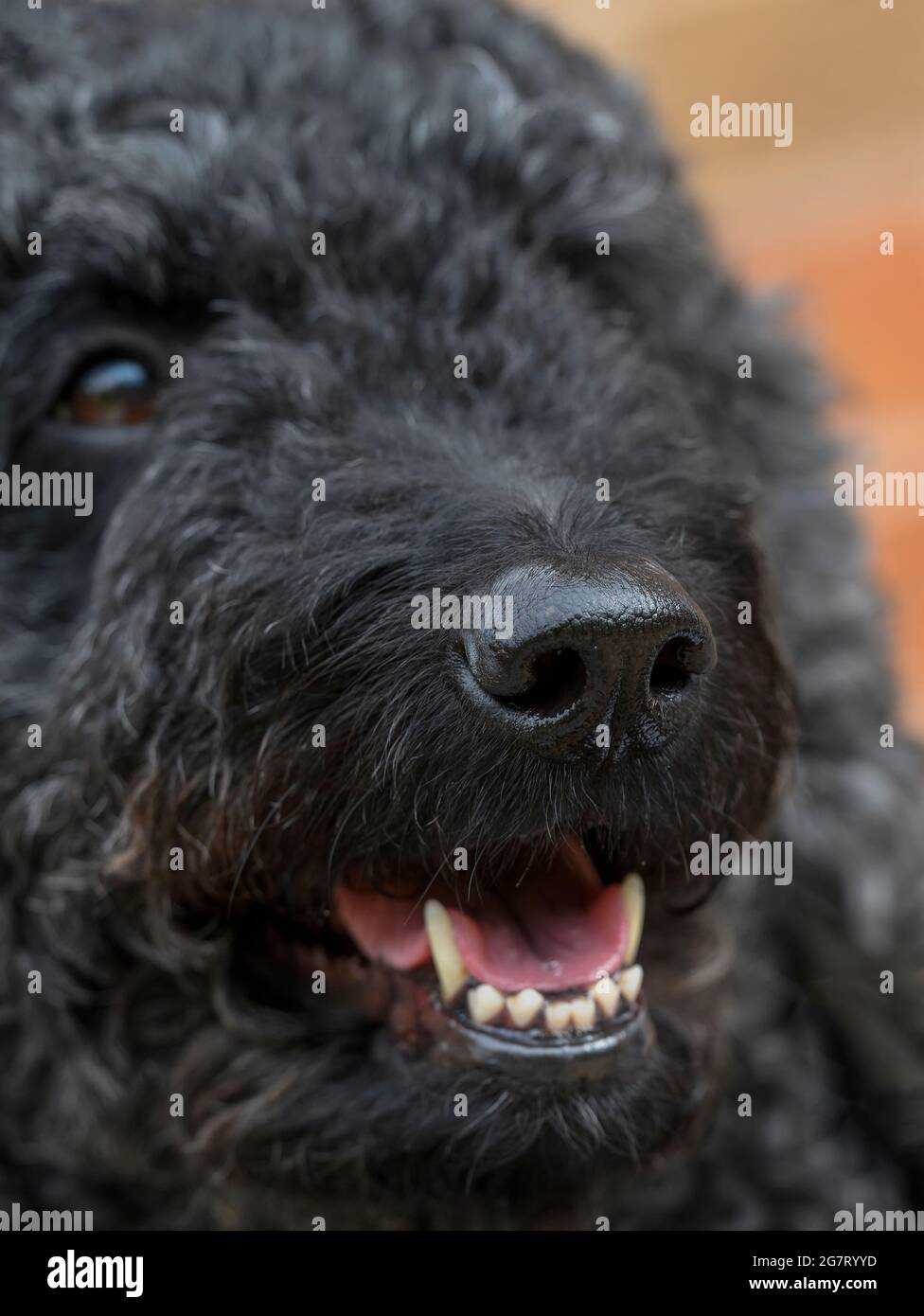 Close up of the head of a cute black Labradoodle dog with it's mount ...