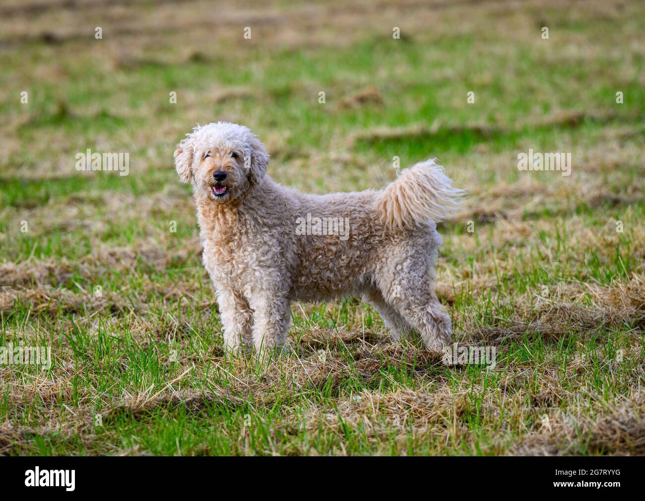 Beautiful beige coloured Labradoodle dog, standing in a field Stock ...