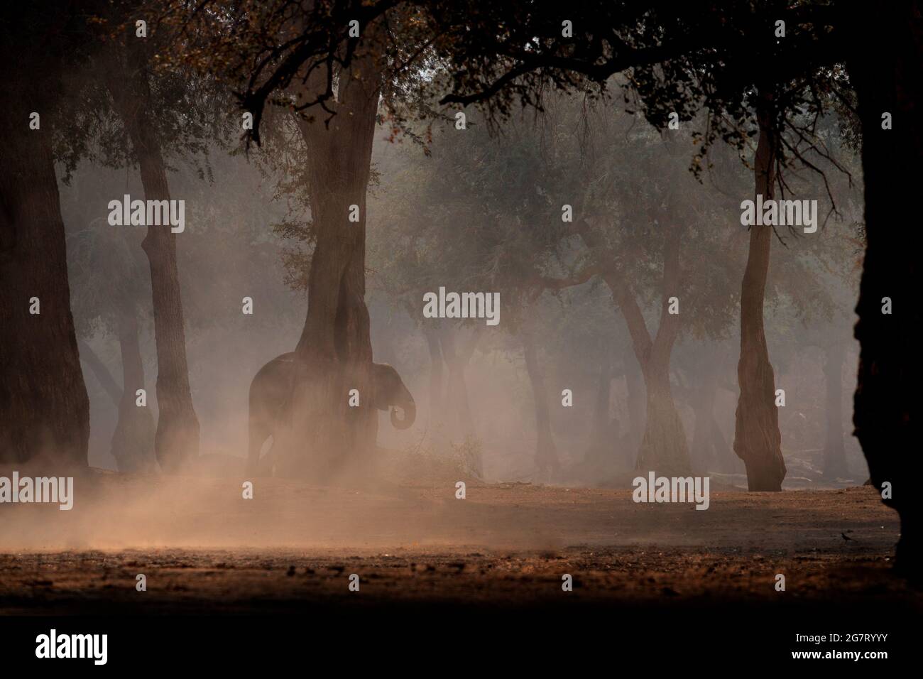 Elephant in dust storm hi-res stock photography and images - Alamy