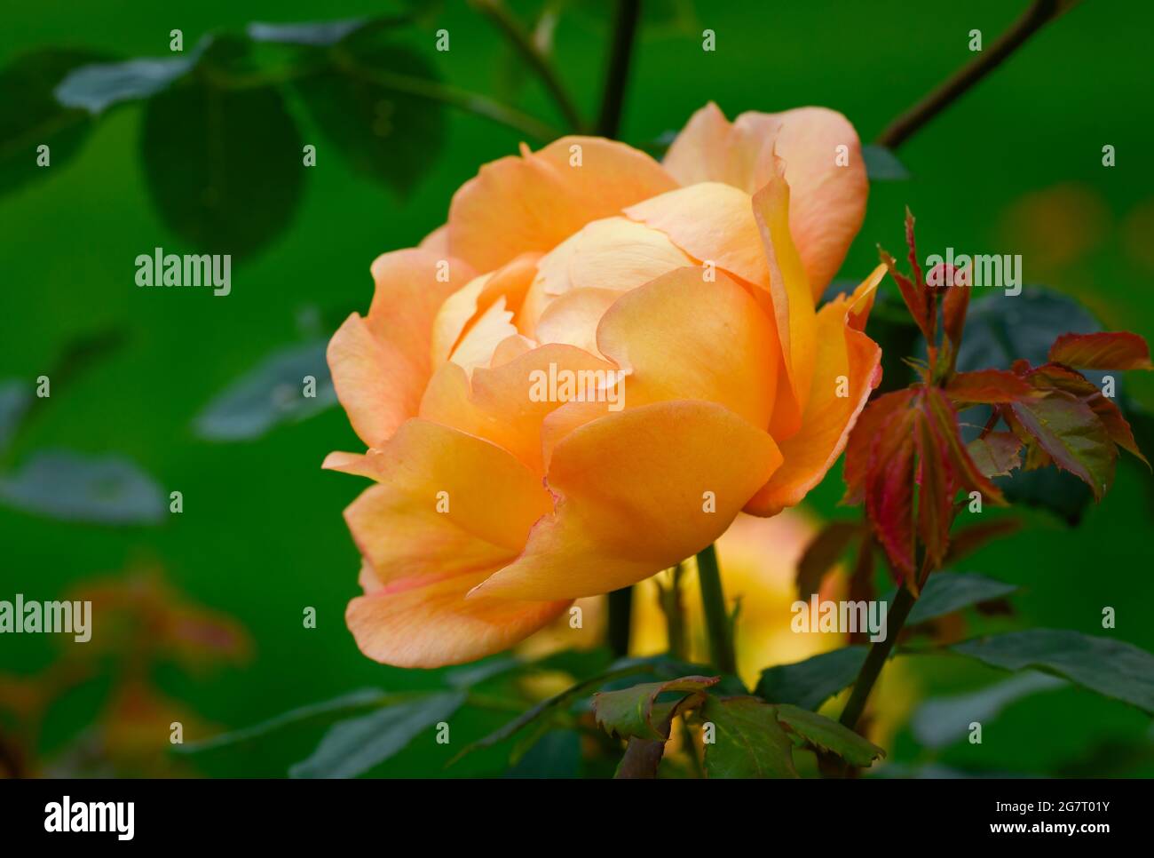 Beautiful Orange shrub rose Stock Photo - Alamy