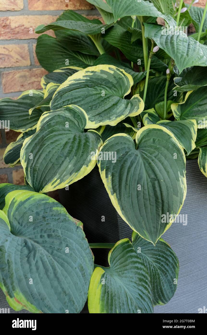 Hosta yellow hi-res stock photography and images - Alamy