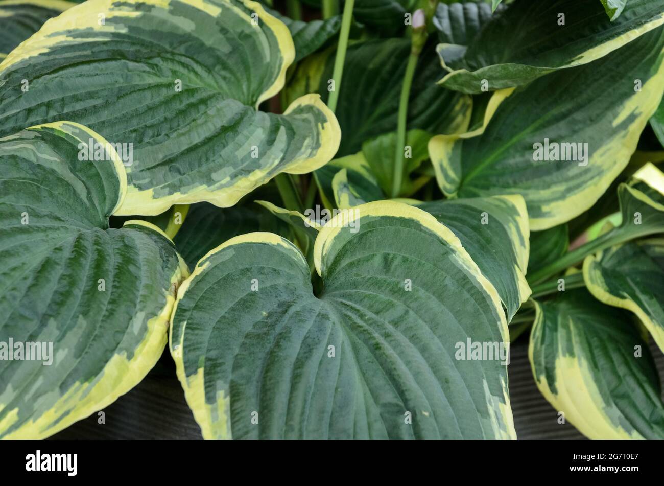 Hosta yellow hi-res stock photography and images - Alamy