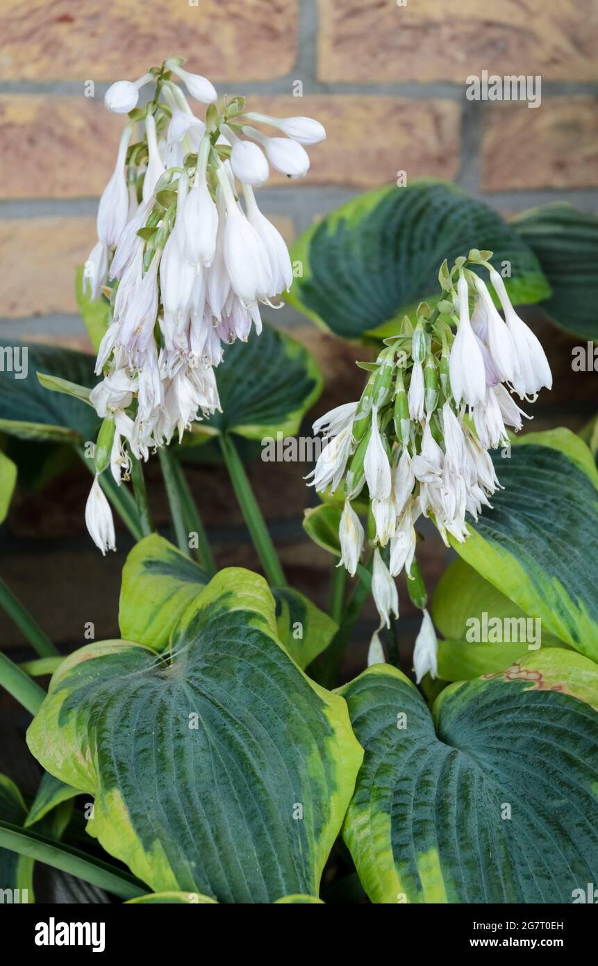 Hosta sagae flowers hi-res stock photography and images - Alamy
