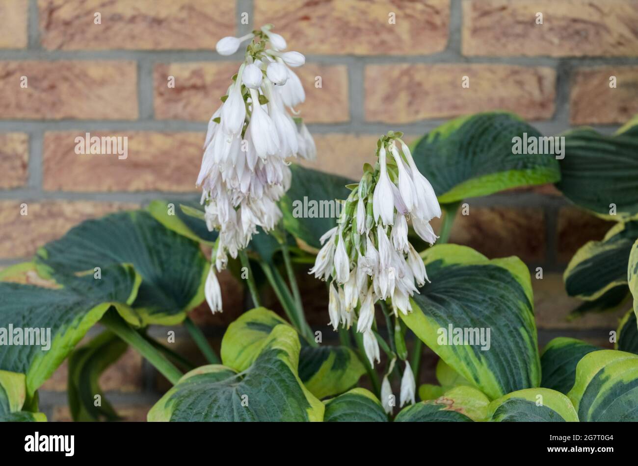 Hosta sagae flowers hi-res stock photography and images - Alamy