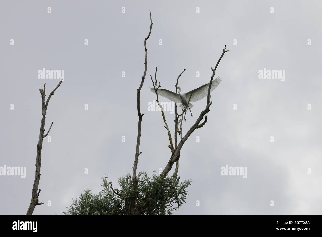 white bird landing on tree Stock Photo - Alamy