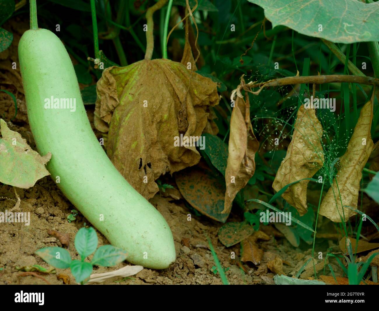 Single organic green bottle gourd vegetable lying on soil agriculture ...