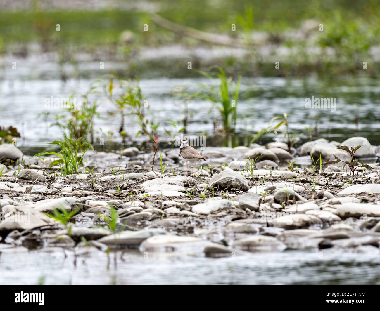 Little ringed plover, Charadrius dubius, standing in the shallows of ...